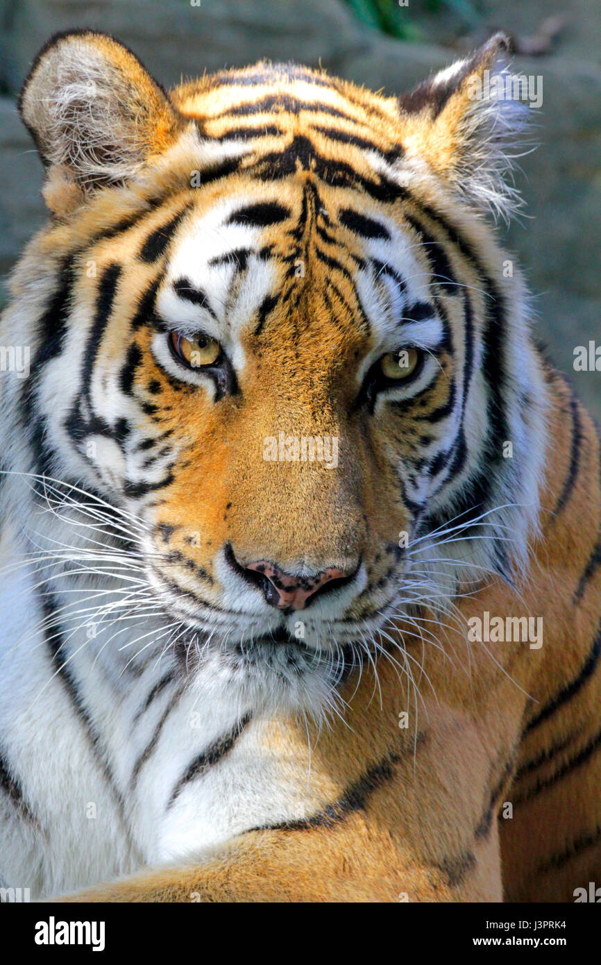 Siberian Tiger at Tama Zoological Park Hino city Tokyo Japan Stock ...