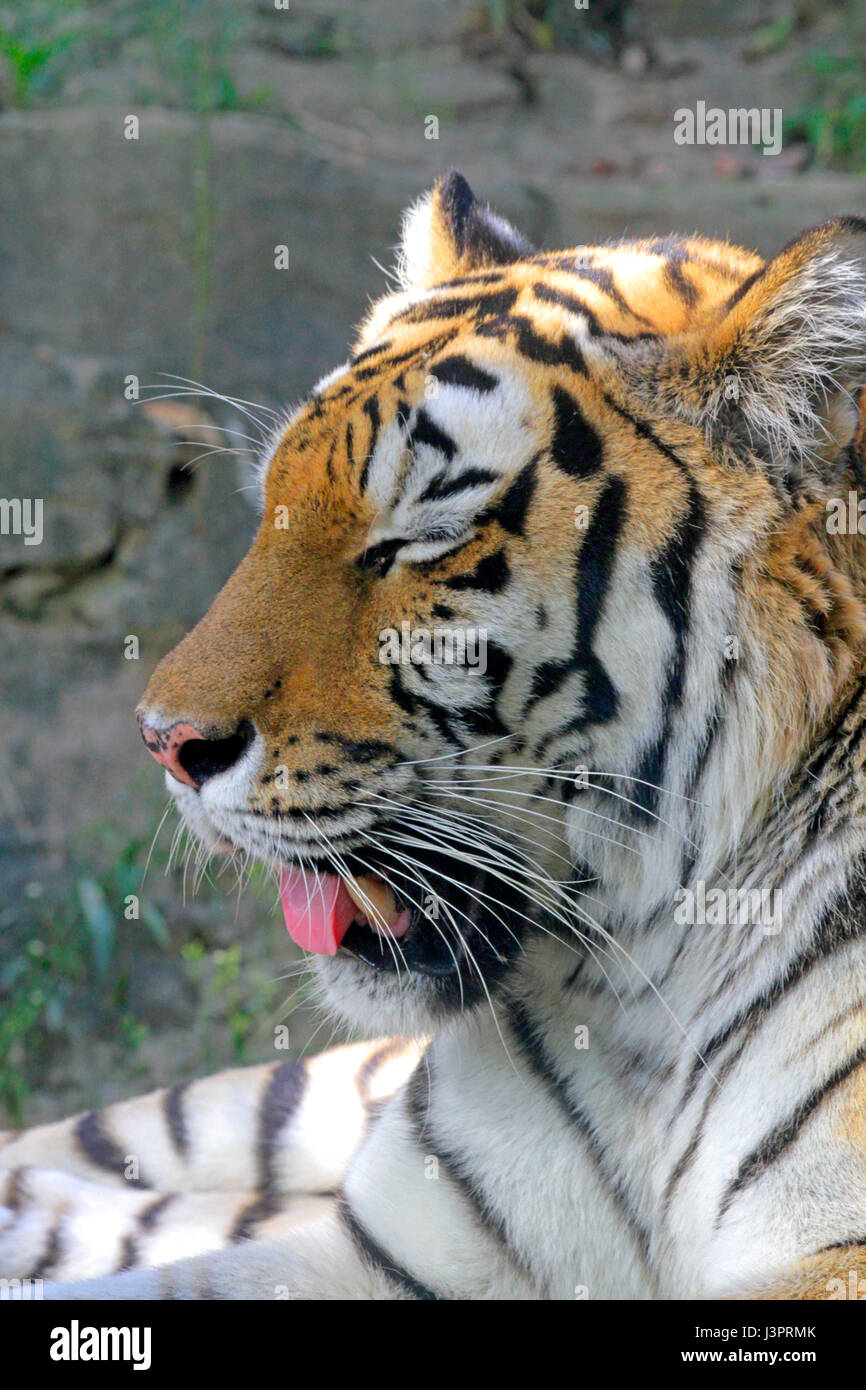 Siberian Tiger at Tama Zoological Park Hino city Tokyo Japan Stock ...