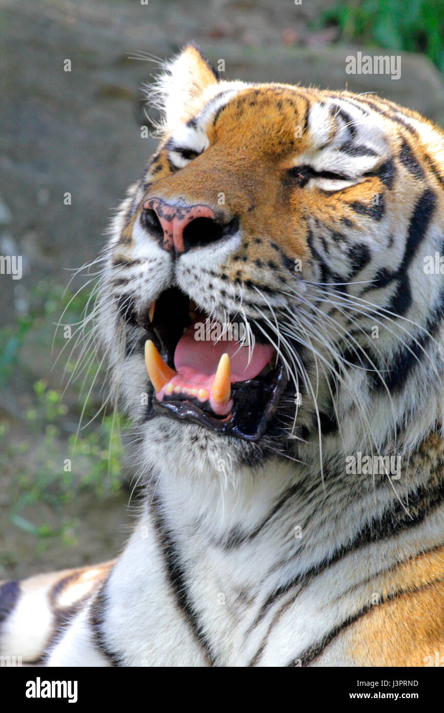 Siberian Tiger at Tama Zoological Park Hino city Tokyo Japan Stock ...