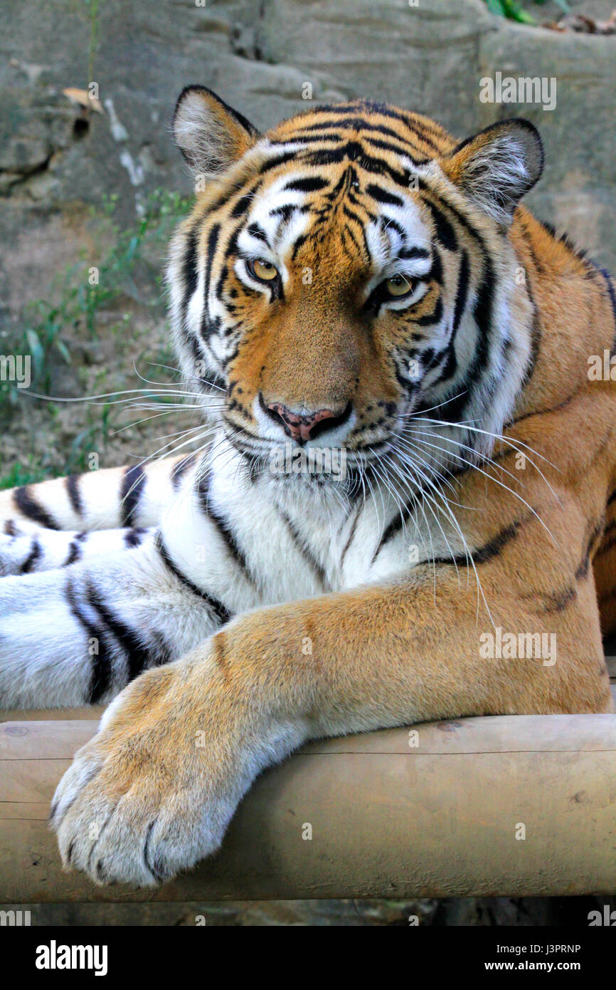 Siberian Tiger at Tama Zoological Park Hino city Tokyo Japan Stock ...