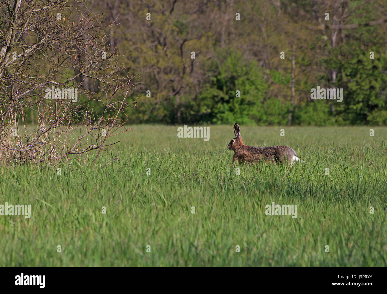 hare running in green grass Stock Photo - Alamy