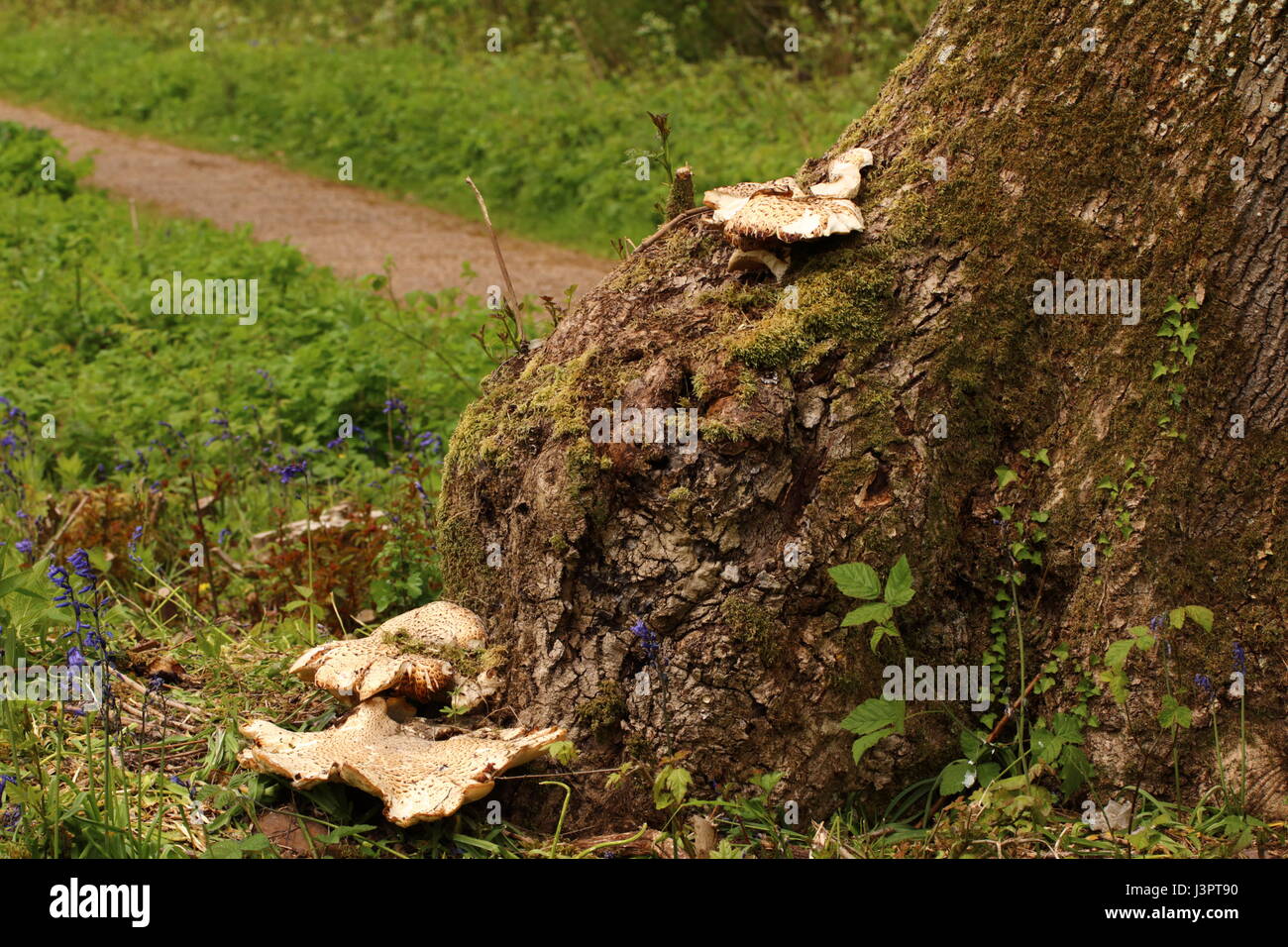 Fungi dryads hi-res stock photography and images - Alamy
