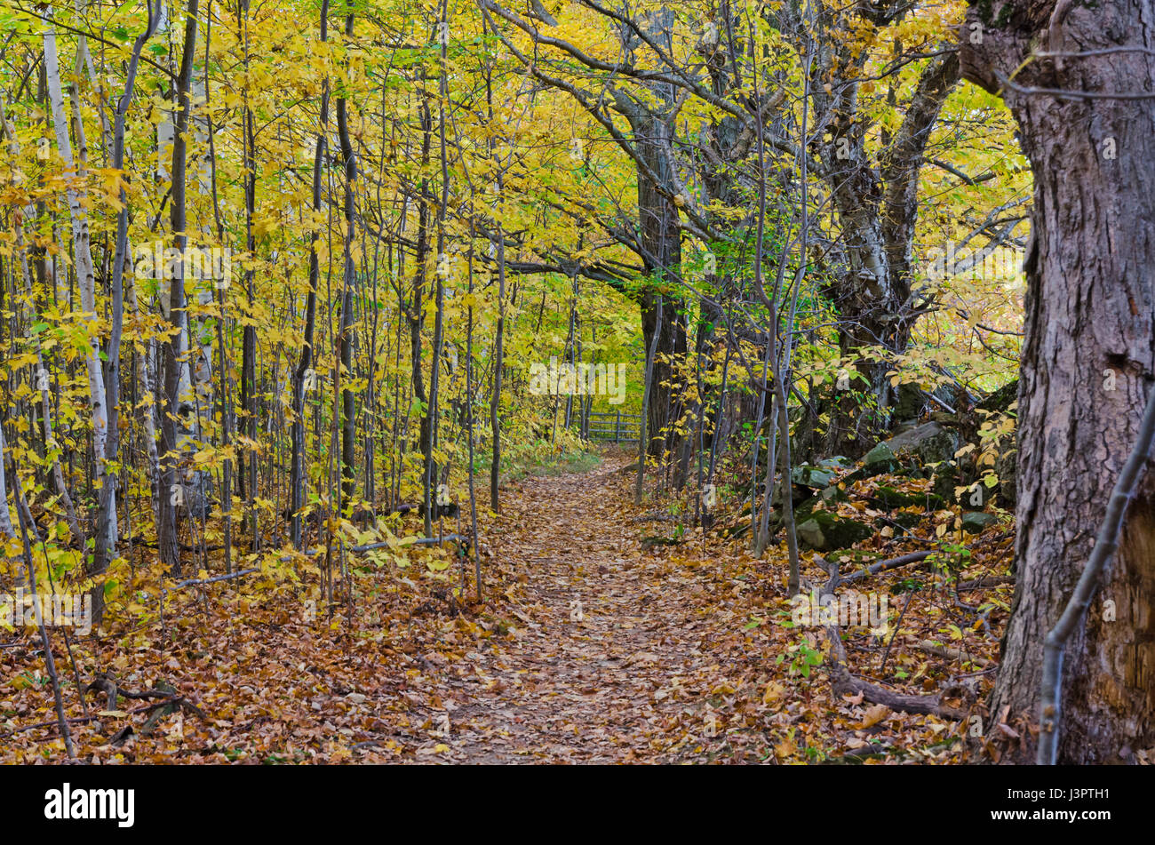 Fall's colorful trees in park. Ontario, Canada Stock Photo - Alamy