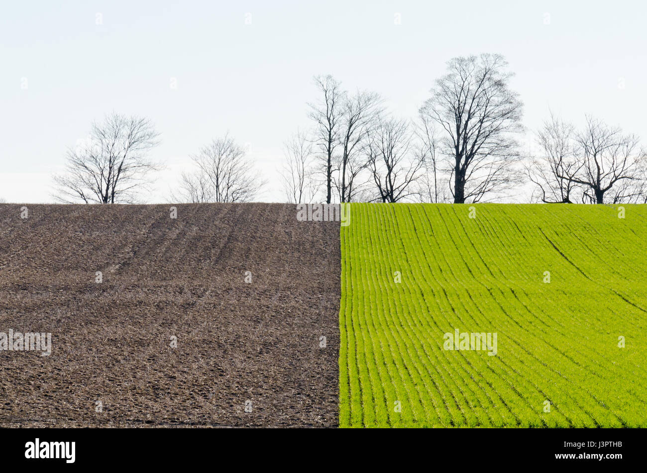 Rows of soy plants in a cultivated farmers field Stock Photo - Alamy