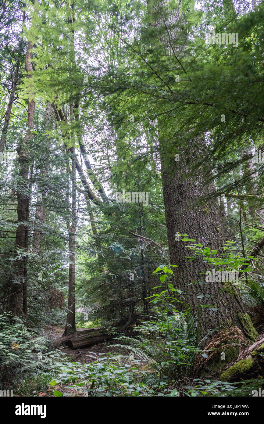 Forest in southern Alaska Stock Photo - Alamy