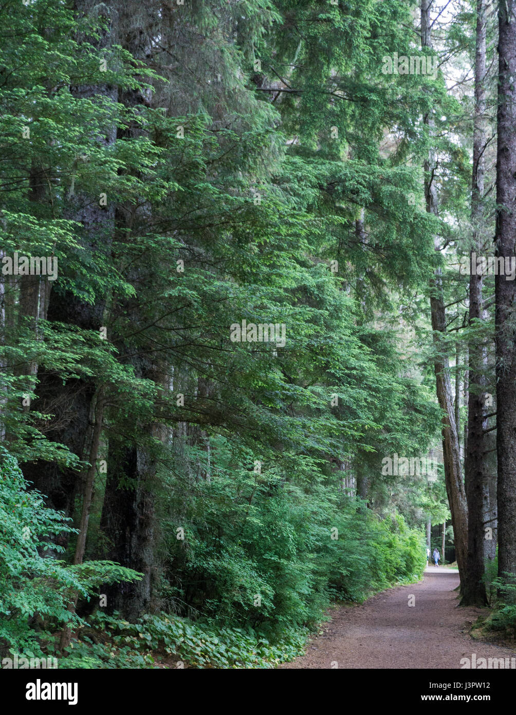 Forest in southern Alaska Stock Photo - Alamy