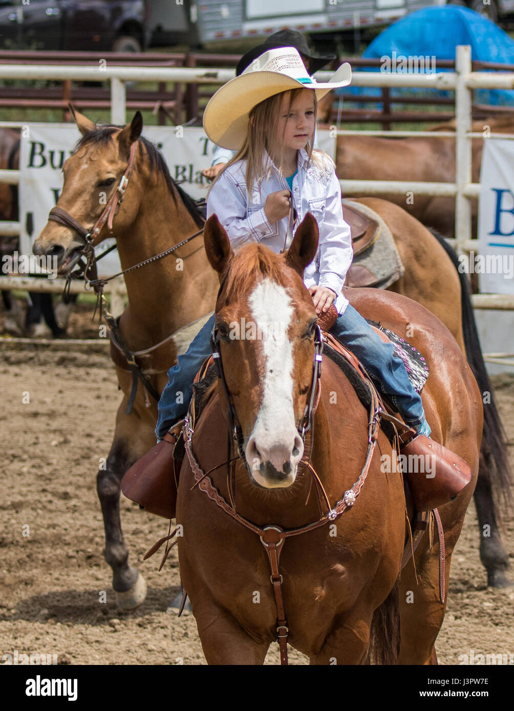 Horses performing in an arena hi-res stock photography and images - Alamy