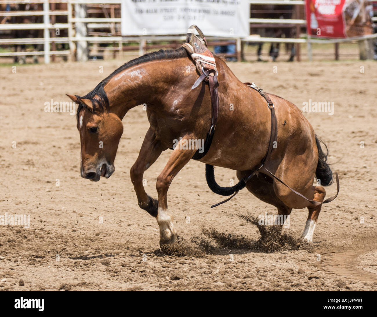 Rodeo horses hi-res stock photography and images - Alamy