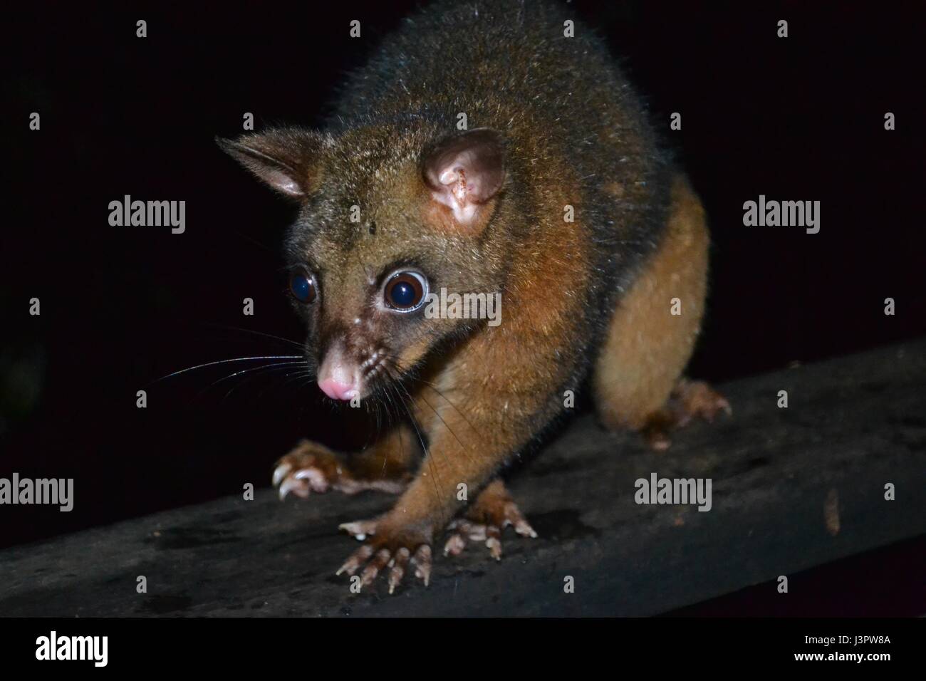 Cute Australian Possum
