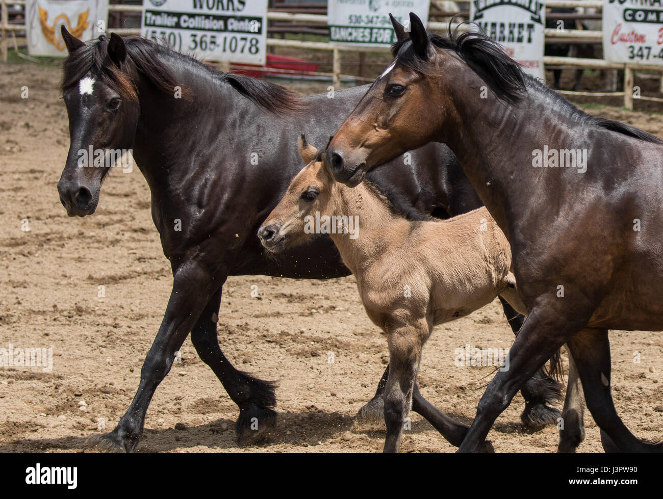 Rodeo horses in the arena in Cottonwood, California Stock Photo - Alamy
