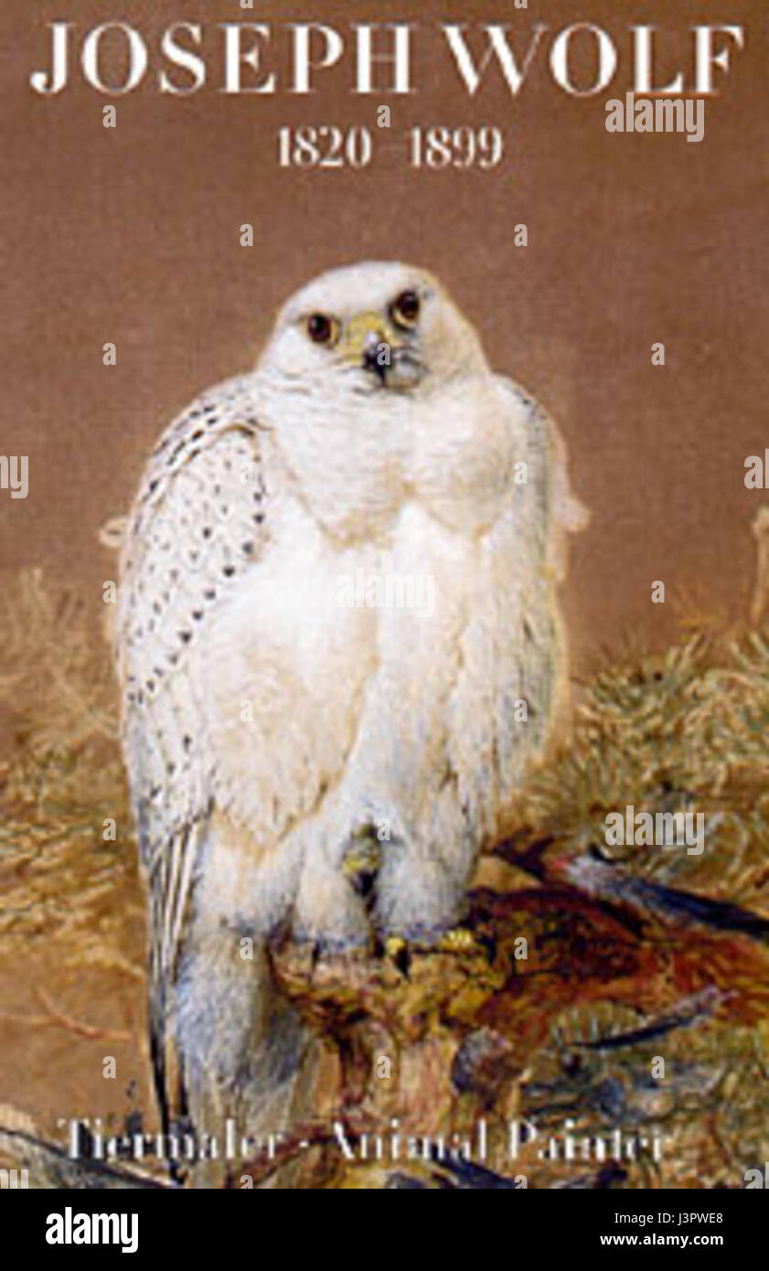 Joseph wolf hi-res stock photography and images - Alamy