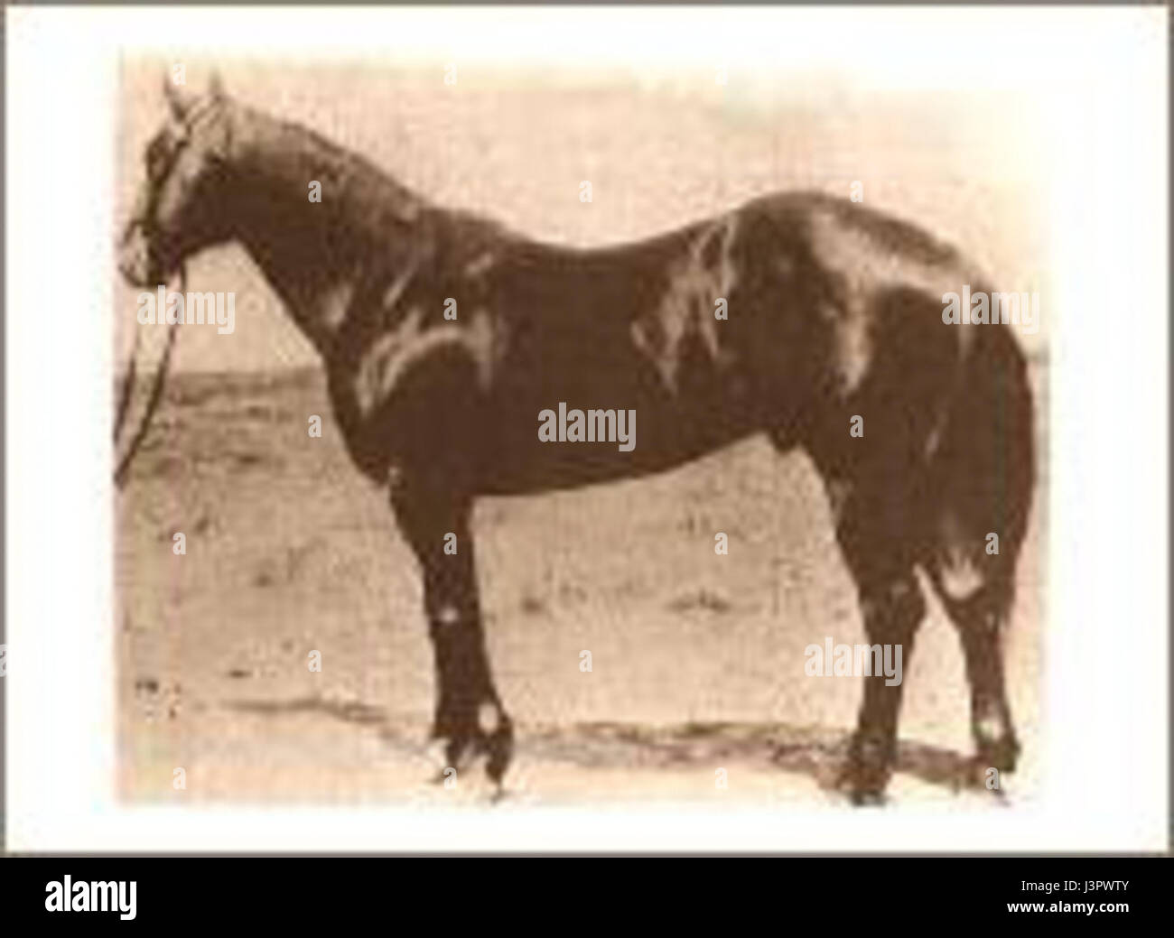 Joe Hancock, likely a historical or notable figure from the year 1856 ...