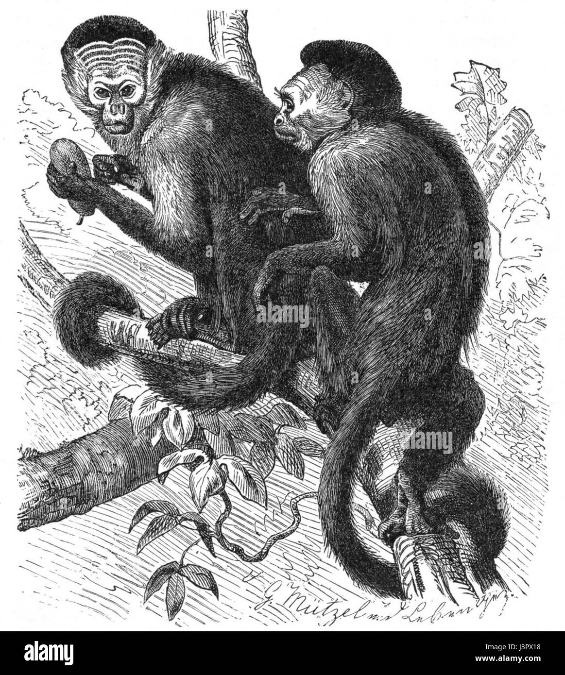 The Kapuzineraffe, or capuchin monkey, is depicted in a drawing ...