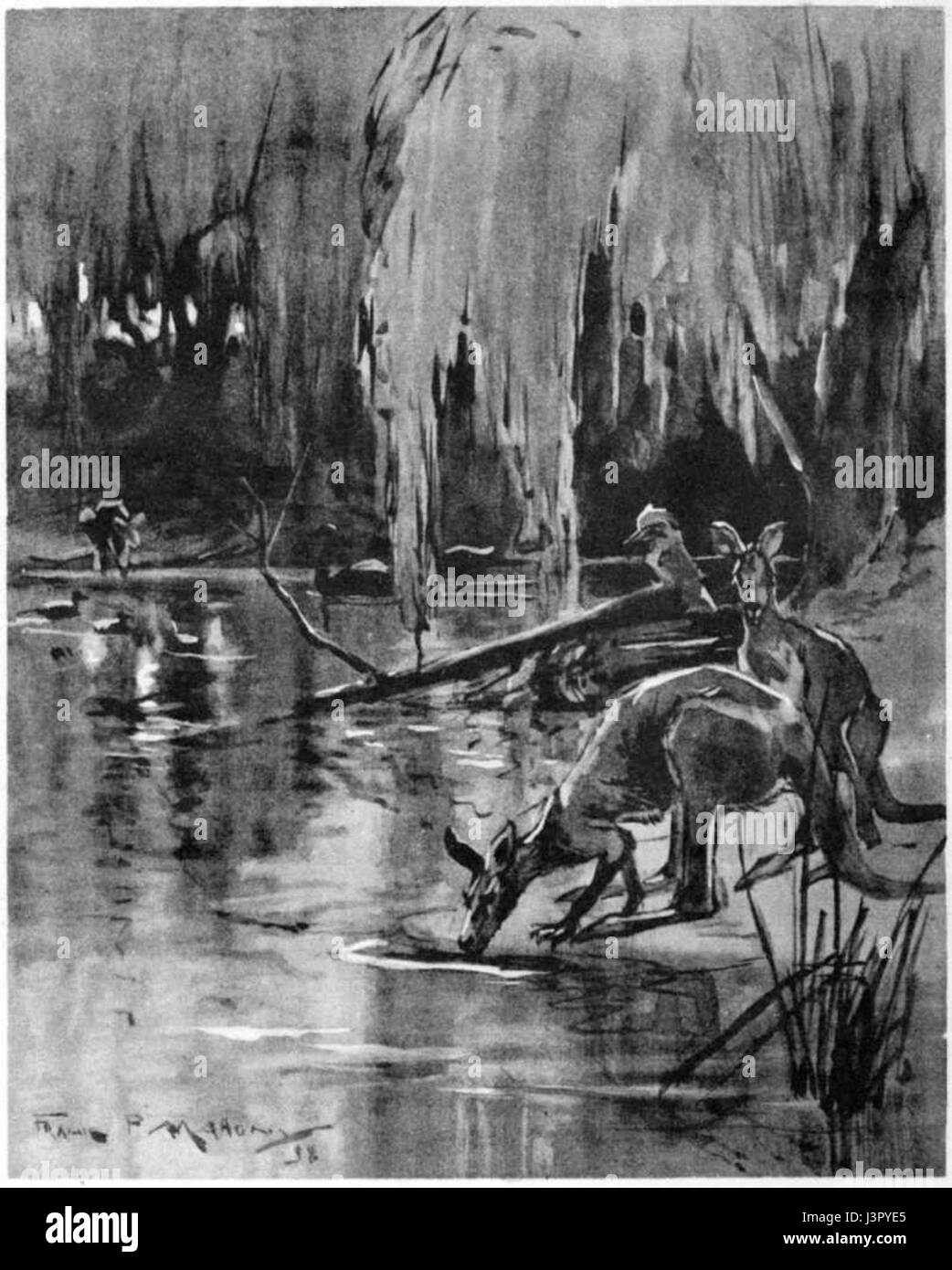 This illustration depicts a kangaroo in a weakened state, potentially ...
