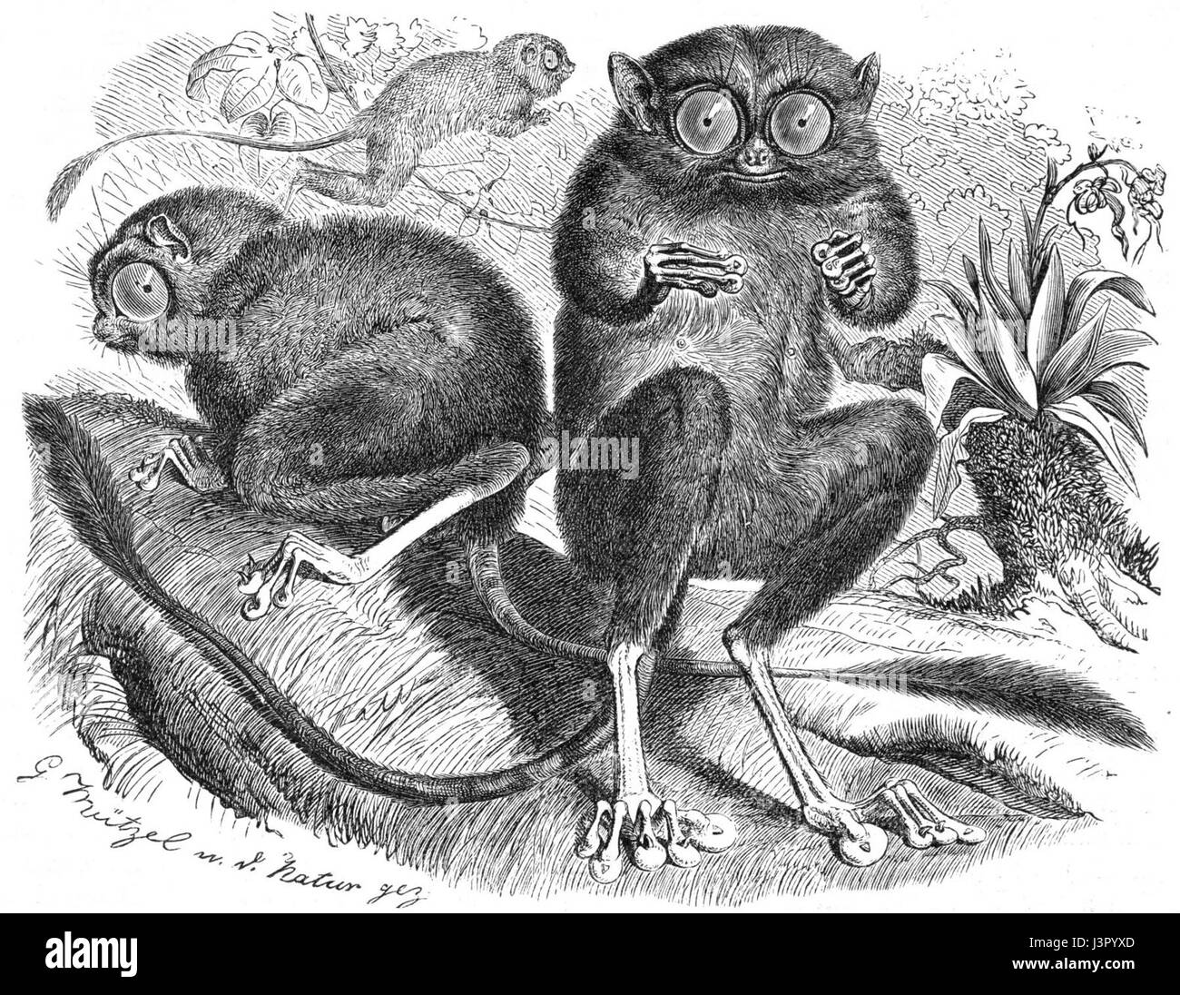 The Koboldmaki, also known as the pygmy tarsier, is a small primate ...