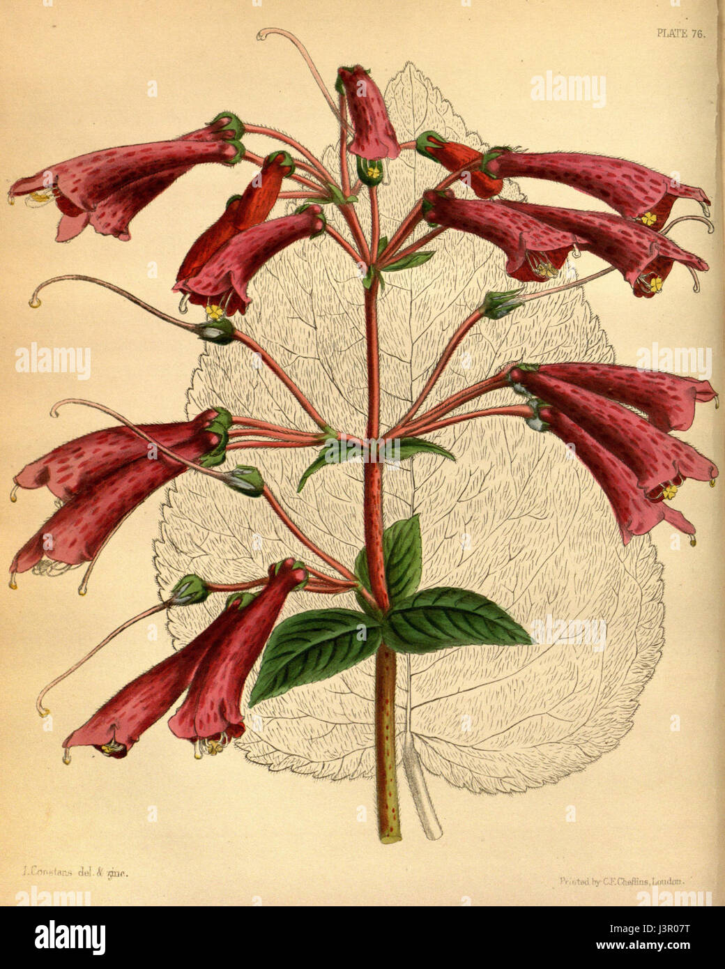 Kohleria rugata Paxton 76 is a specific plant species known for its ...