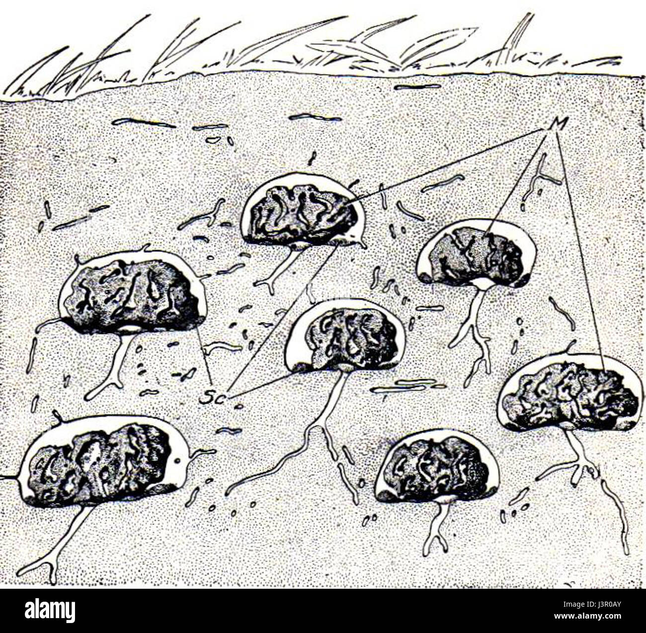 Isoptera illustration hi-res stock photography and images - Alamy