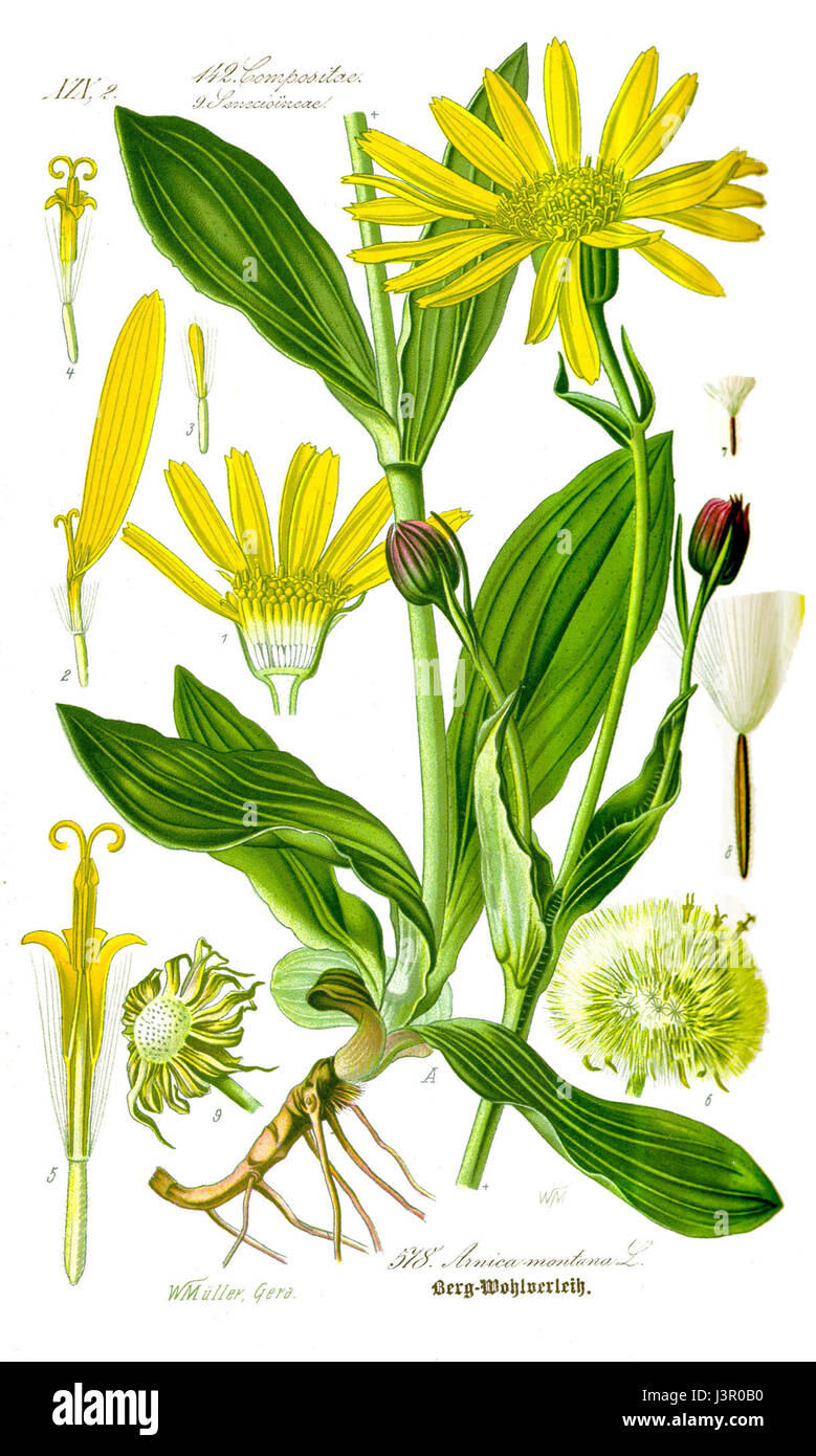 An illustration of Arnica montana, a flowering plant known for its ...