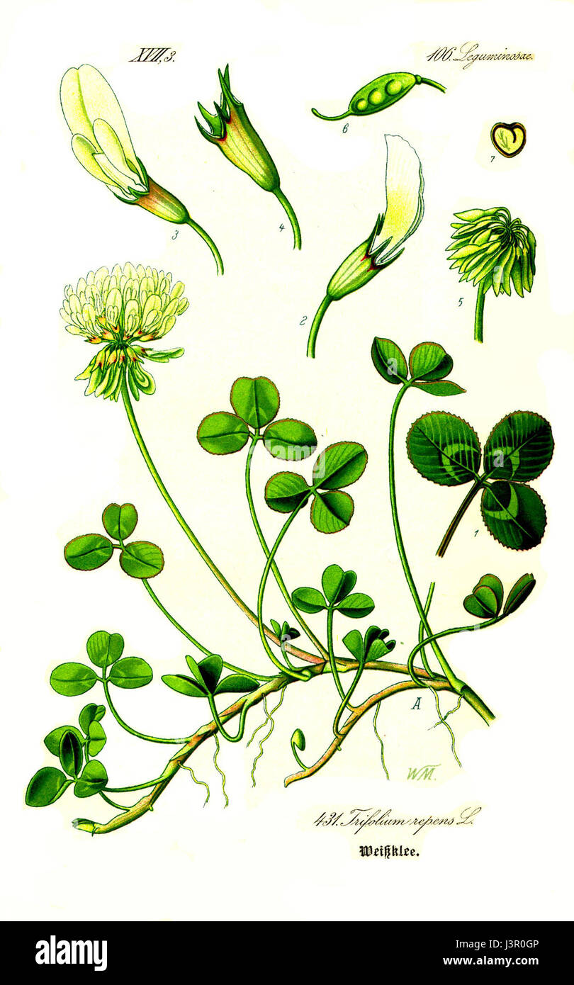 The illustration depicts Trifolium repens, commonly known as white ...