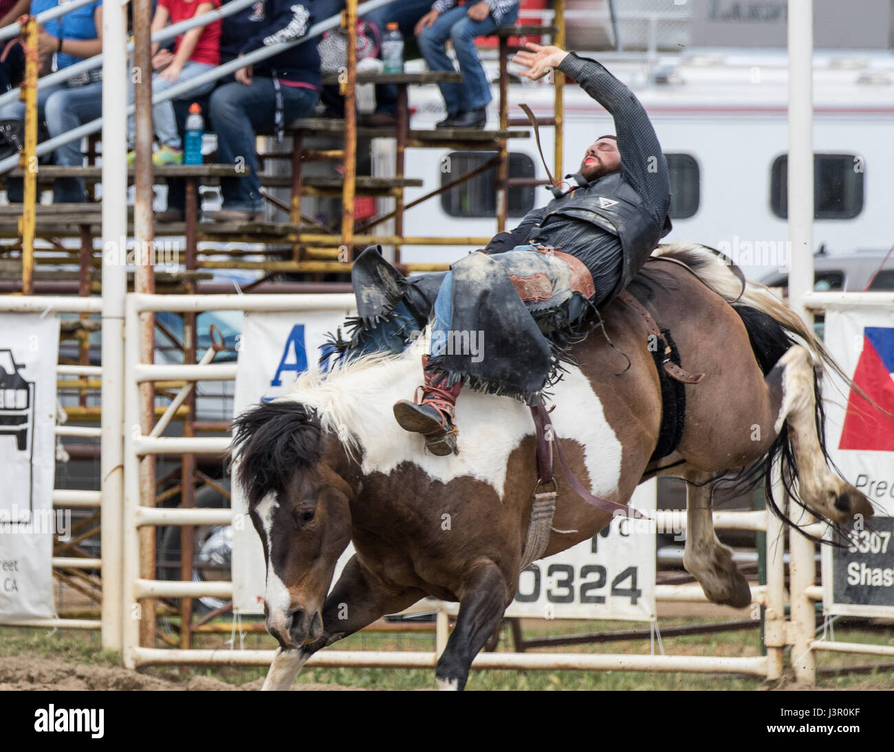 Cowboy holding on to his bucking horse at a rodeo Stock Photo - Alamy