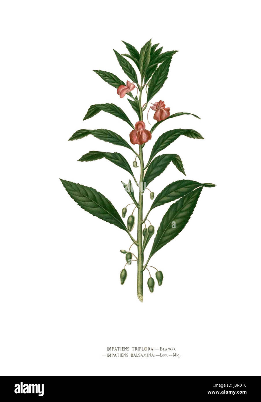 Impatiens balsamina, also known as the garden balsam, is a flowering ...