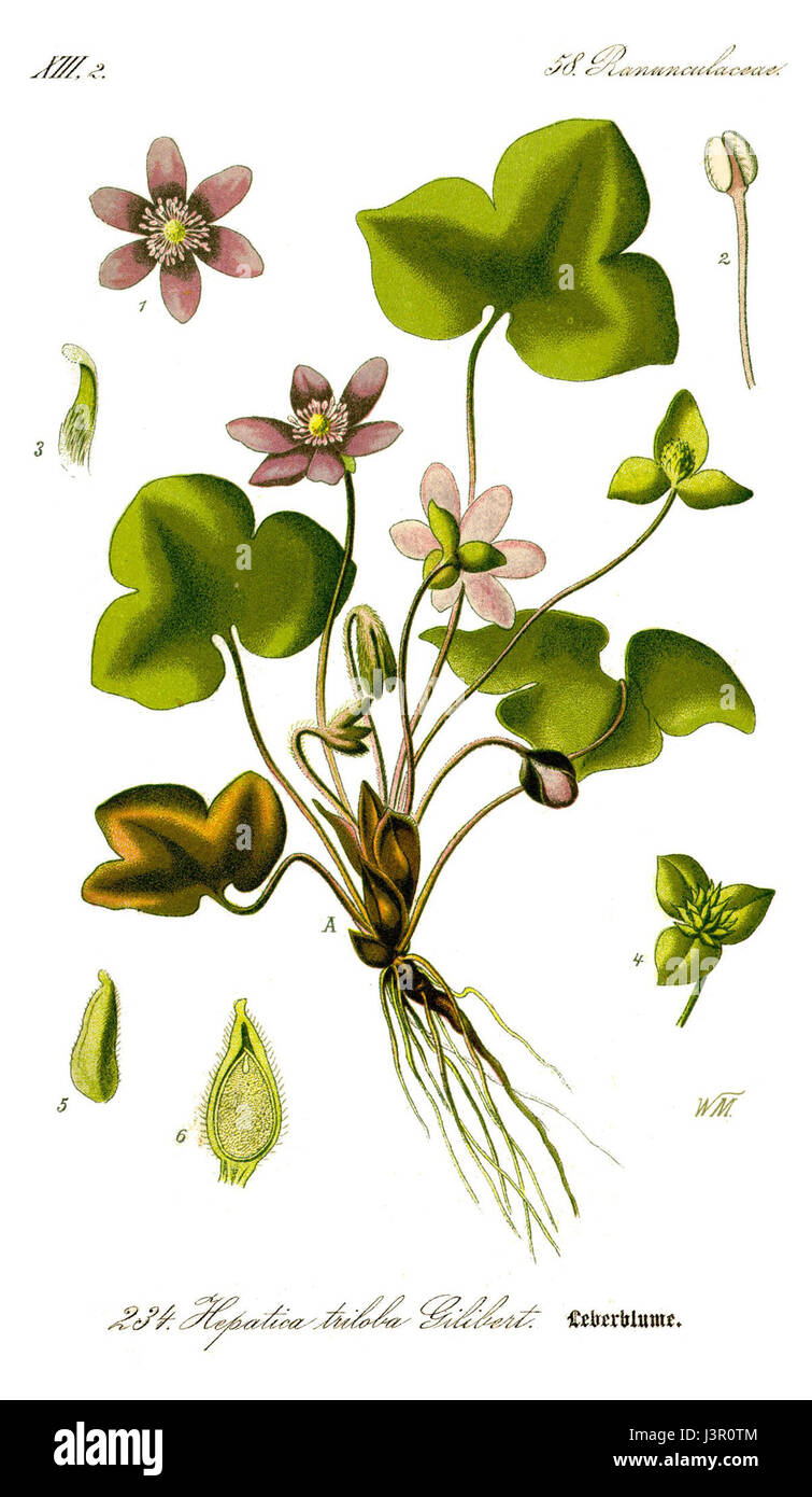 Hepatica drawing hi-res stock photography and images - Alamy