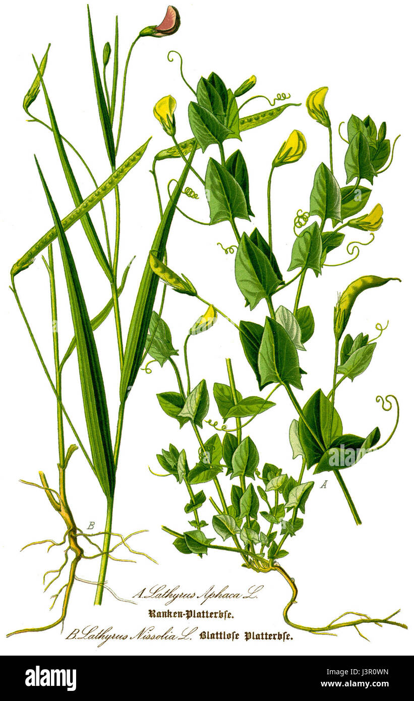 Pea plant drawing hi-res stock photography and images - Alamy