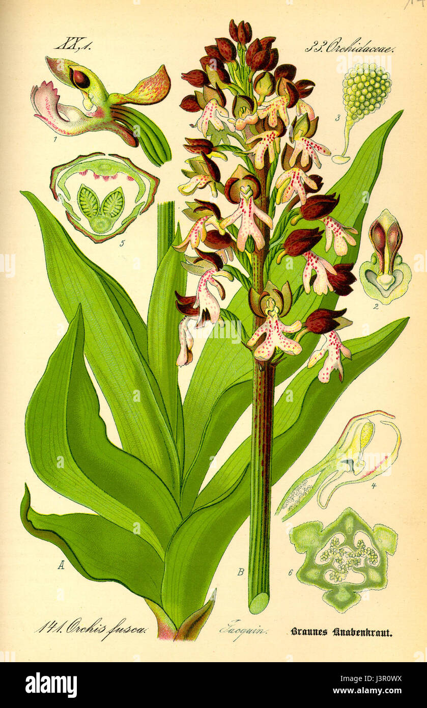Illustration Orchis purpurea0 Stock Photo - Alamy