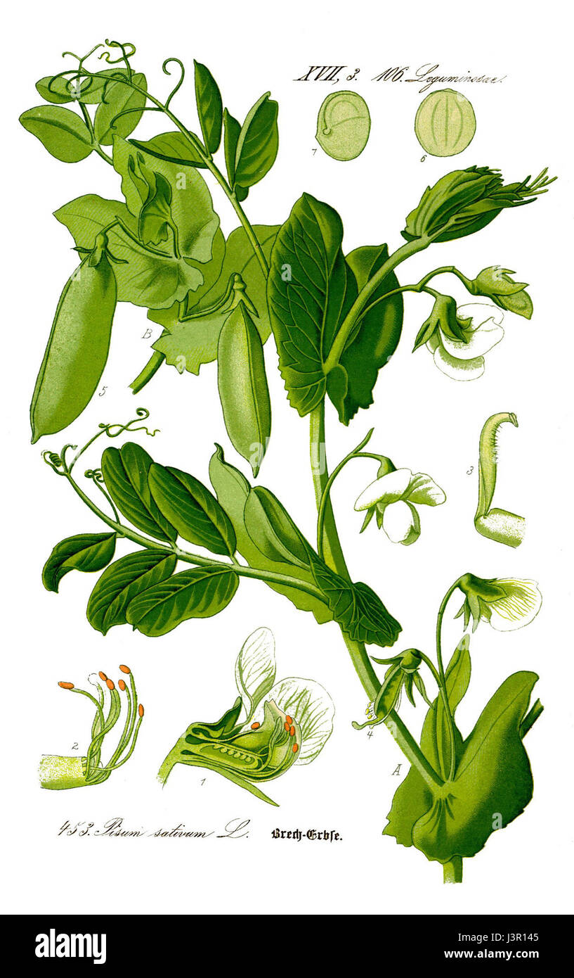 An illustration depicting Pisum sativum, commonly known as the pea ...