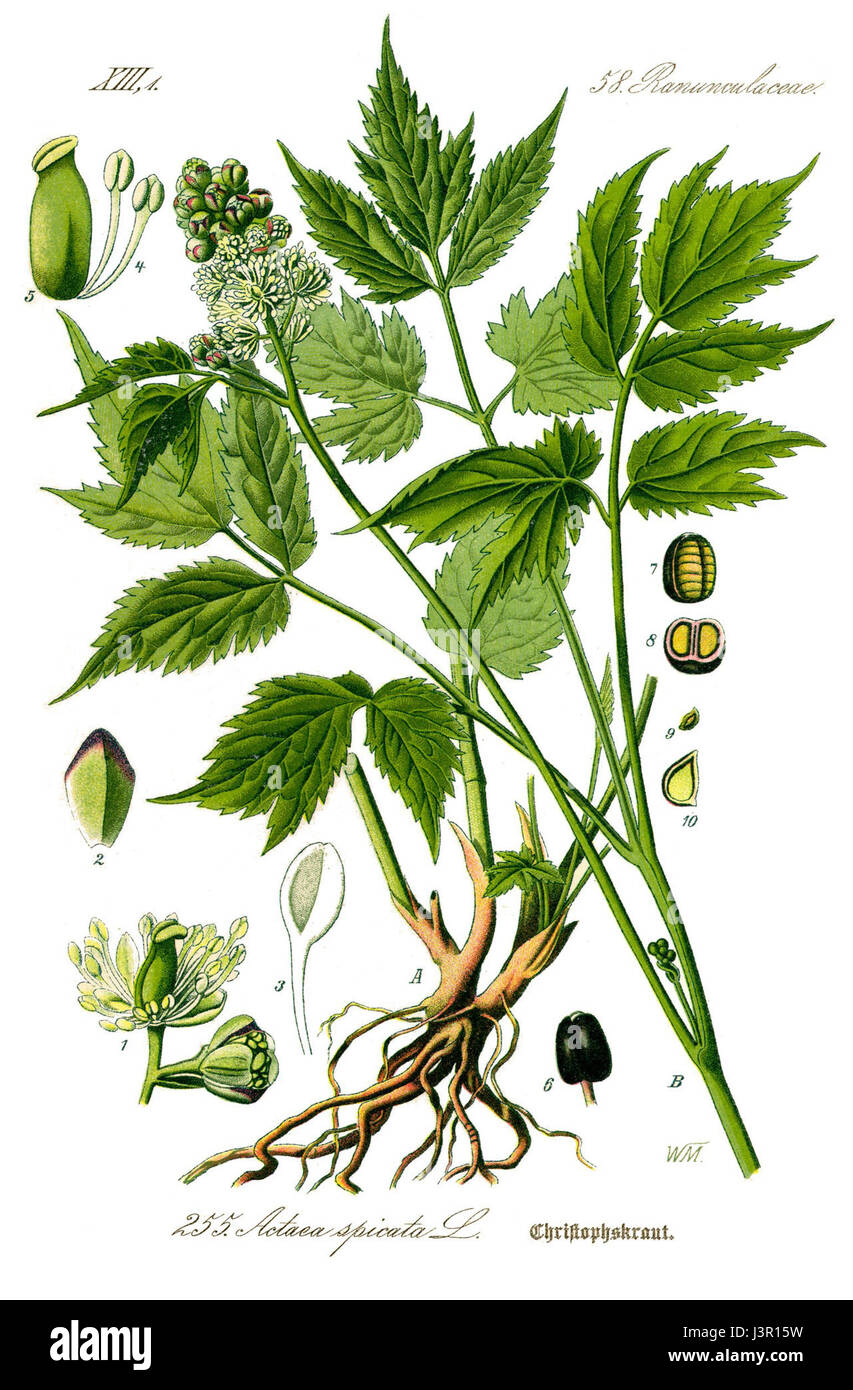 This illustration depicts Actaea spicata, a plant species known for its ...