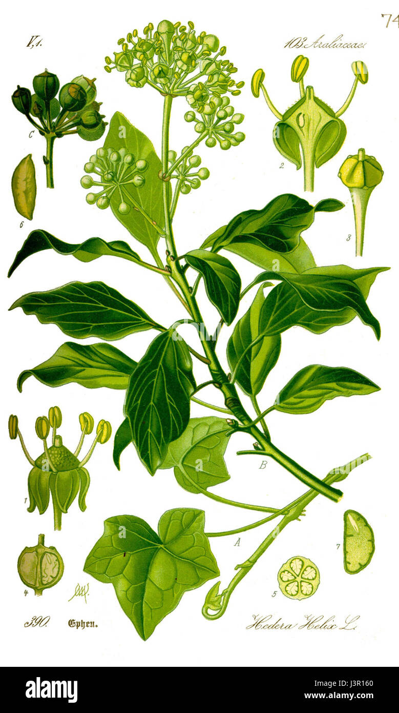 An illustration of Hedera helix, commonly known as English ivy, showing ...