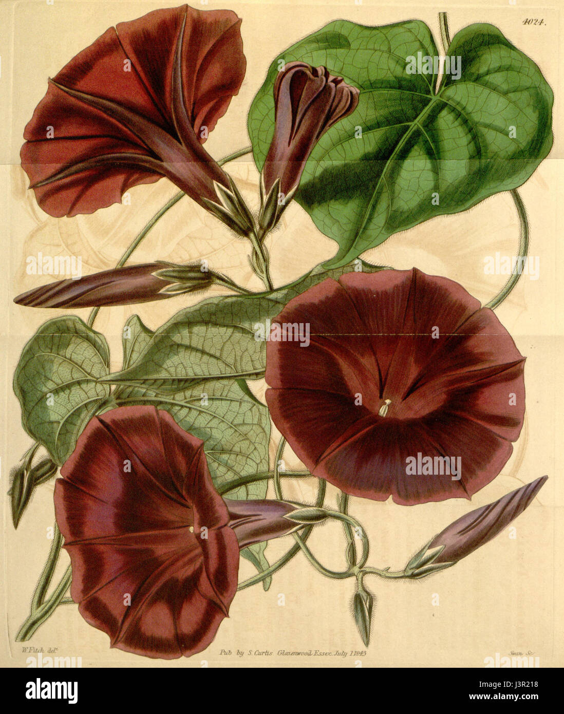 Pharbitis hi-res stock photography and images - Alamy