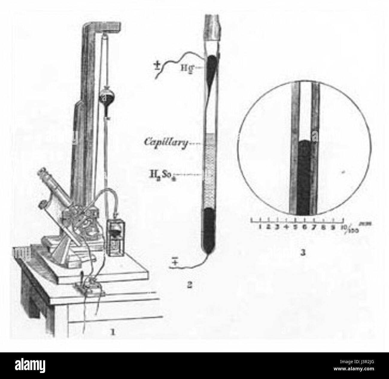 Capillary action Cut Out Stock Images & Pictures - Alamy