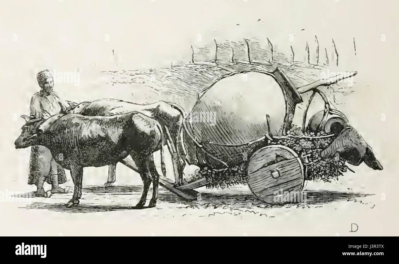 Jug transport in Svaneti (A) depicts the traditional method of ...