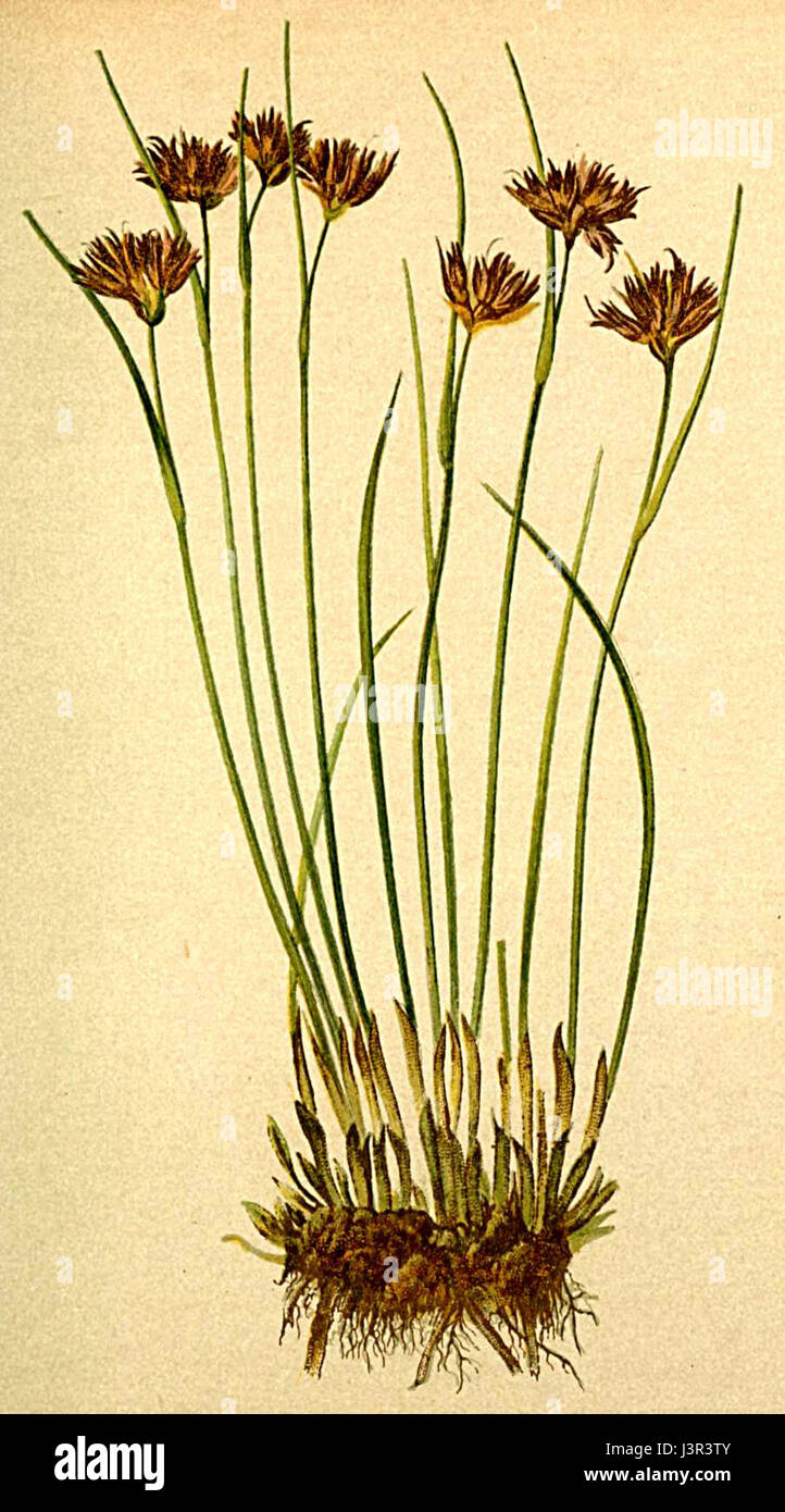 Juncus jacquini, a species of rush, is native to alpine regions. It is ...