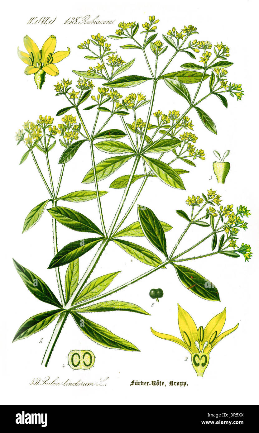 Rubia tinctorum, commonly known as madder, is a plant used historically ...