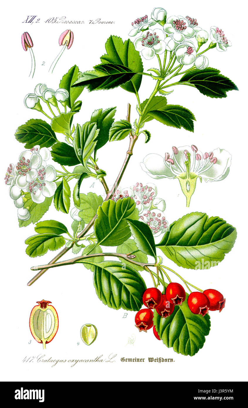 Illustration Crataegus laevigata1 Stock Photo - Alamy