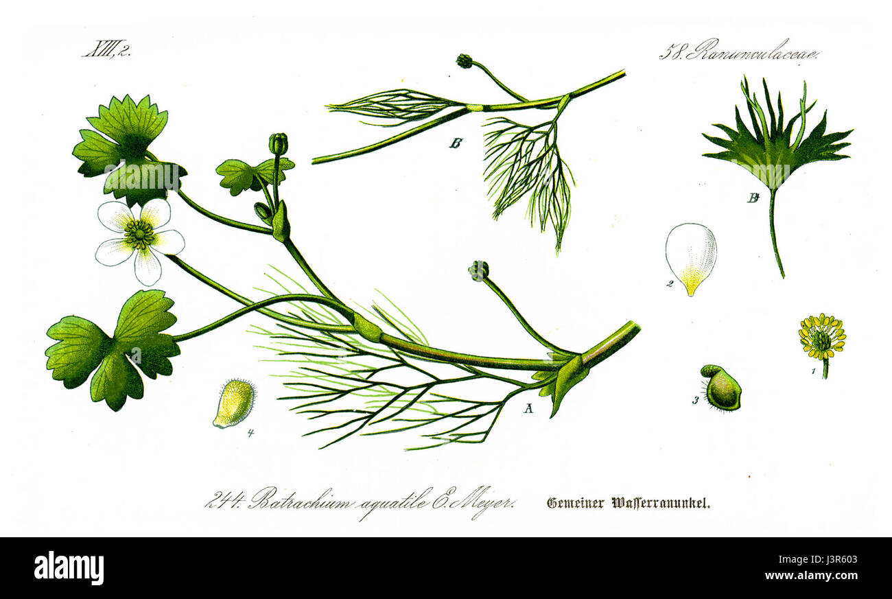 Botanical illustration water buttercup hi-res stock photography and ...