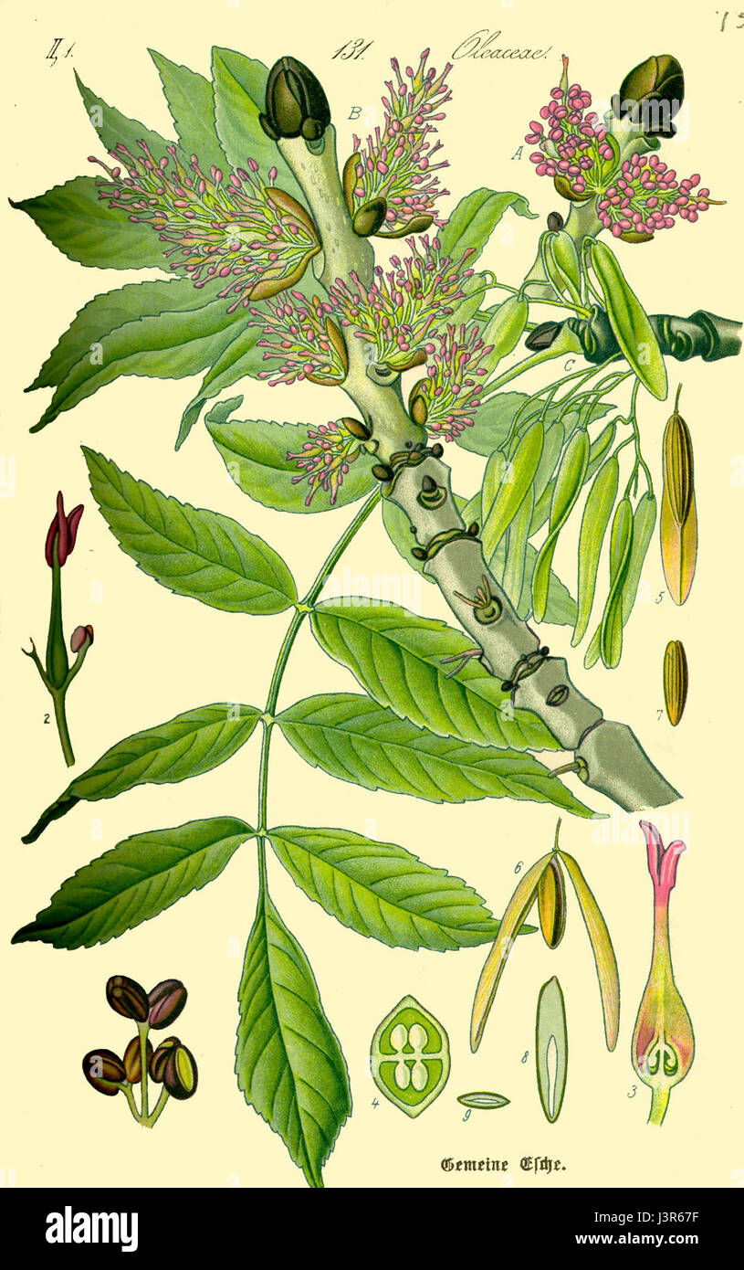 This illustration depicts Fraxinus excelsior, commonly known as the ...