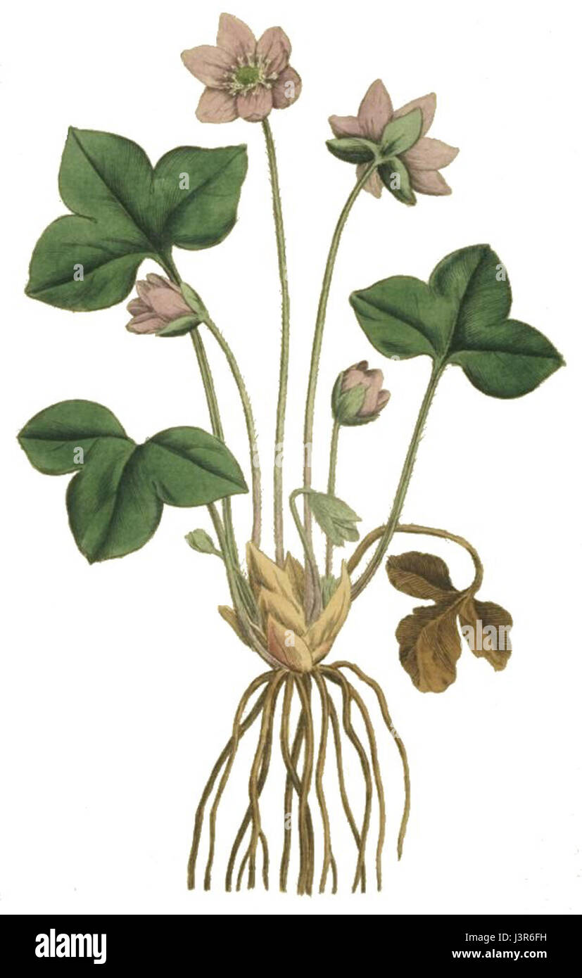 Illustration.Hepatica nobilis clean Stock Photo - Alamy