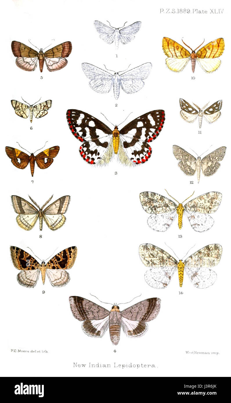 Lepidoptera stages Cut Out Stock Images & Pictures - Alamy