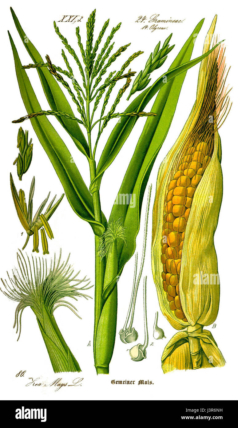 An illustration of *Zea mays*, also known as maize or corn, showing the ...