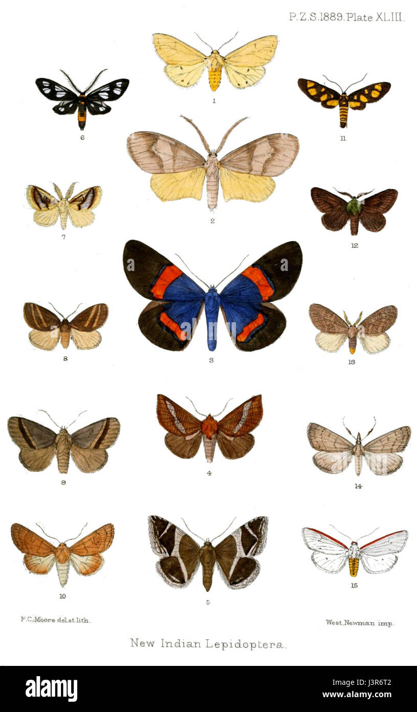 This refers to 'Indian Lepidoptera' by Moore, a 19th-century work ...