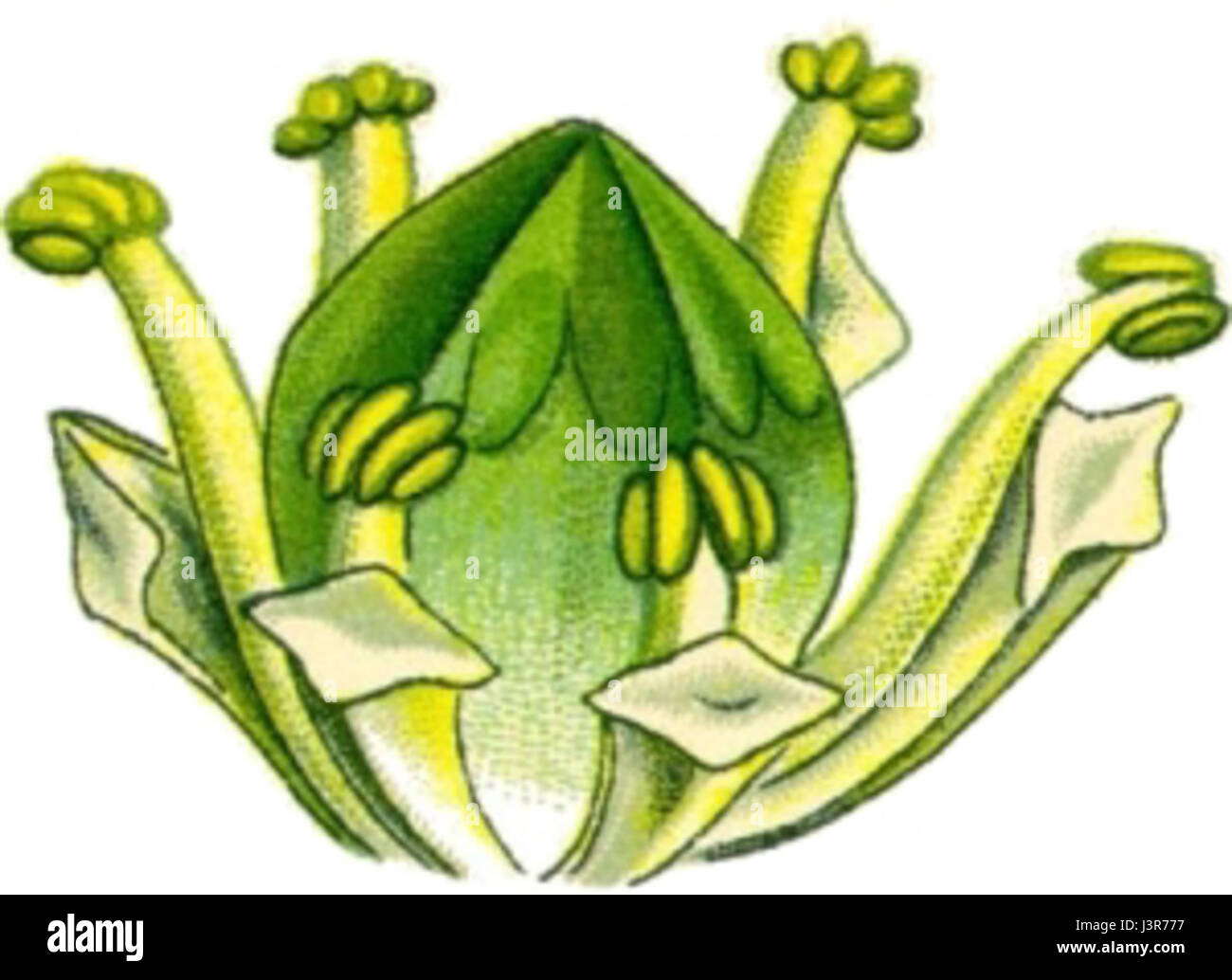 This illustration features Acorus calamus, commonly known as sweet flag ...