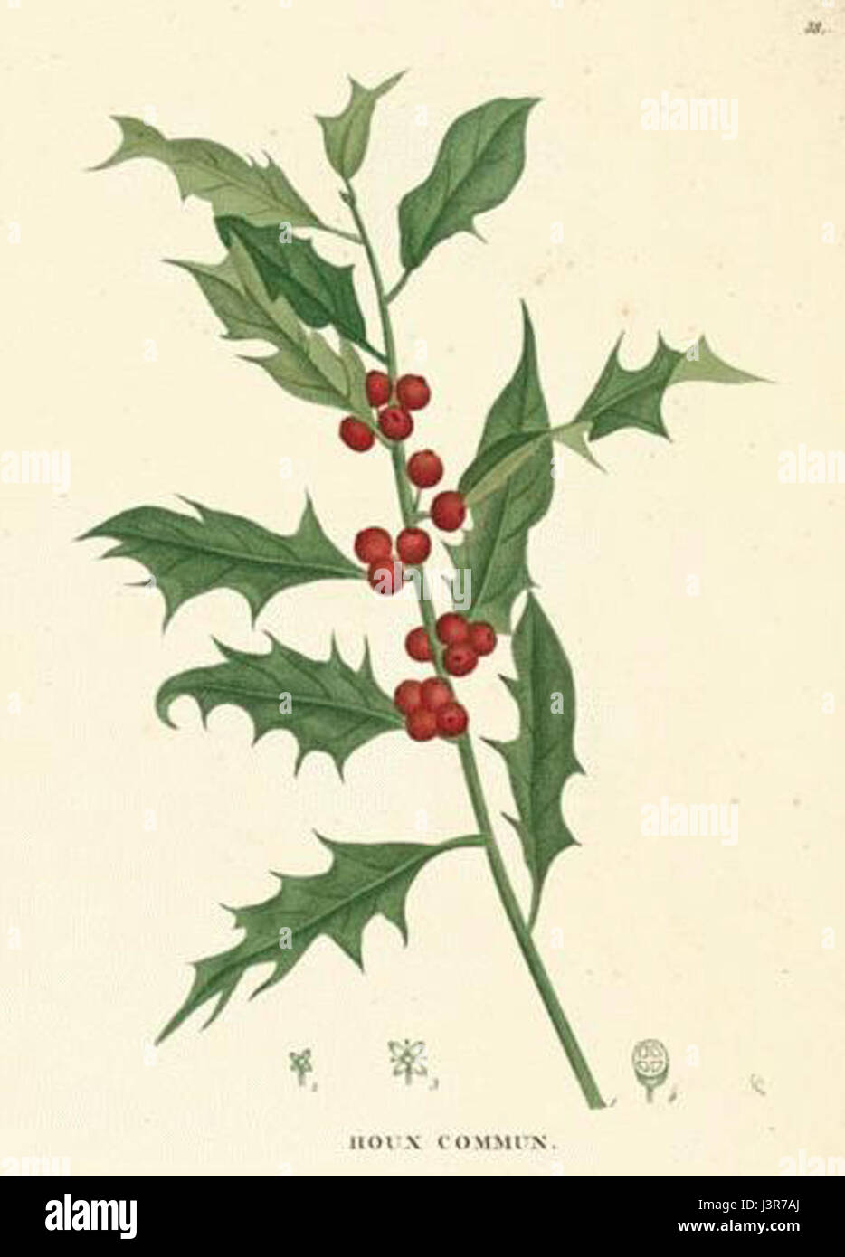 Ilex genus hi-res stock photography and images - Alamy