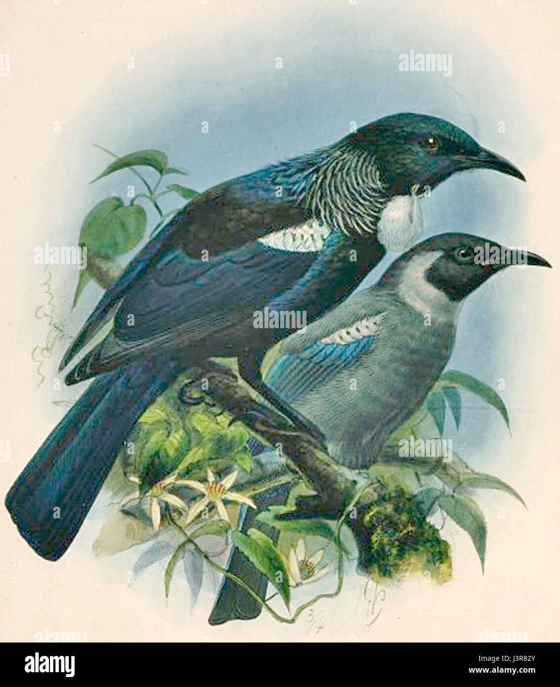 Keulemans hi-res stock photography and images - Alamy