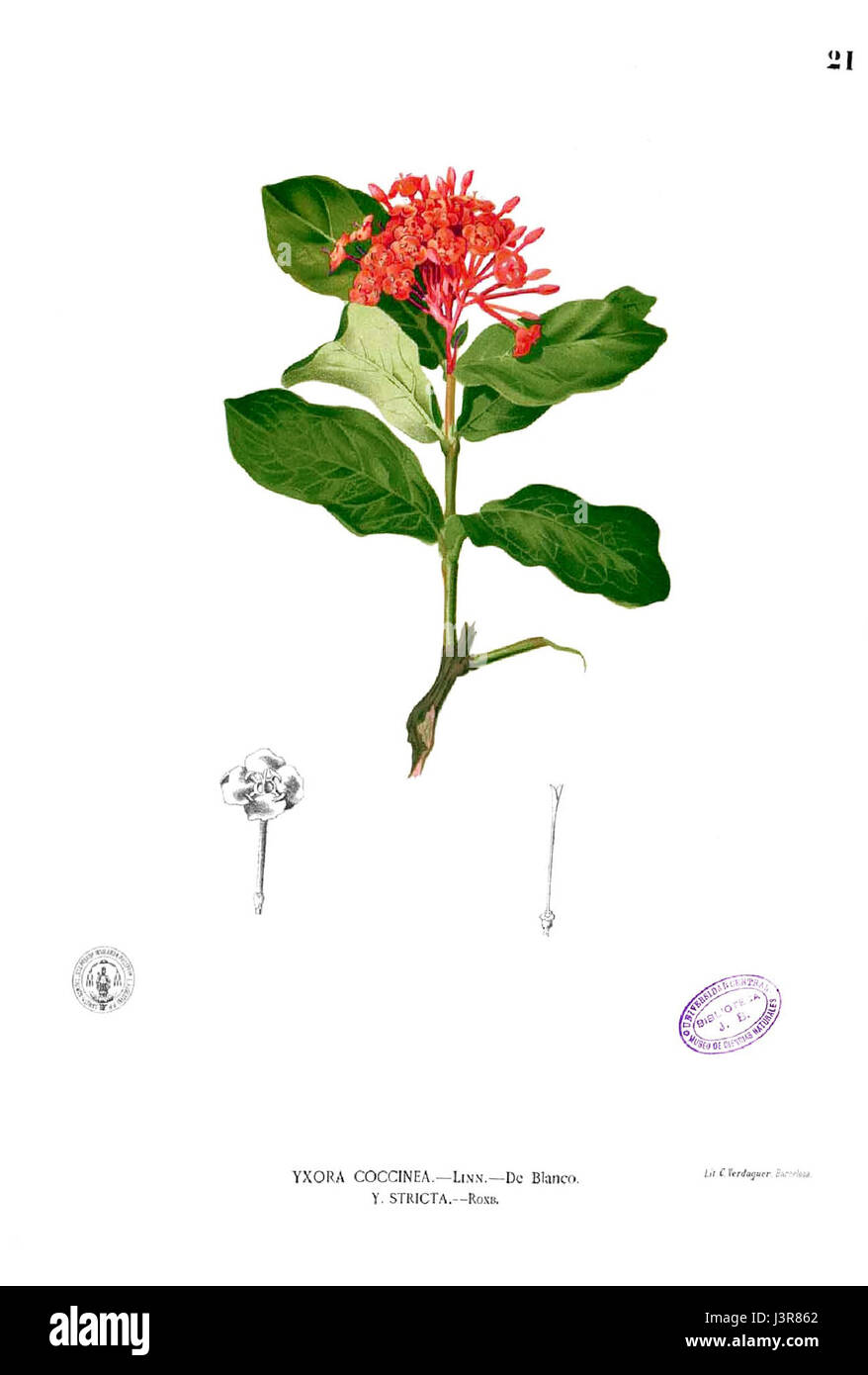 Ixora Plant Drawing