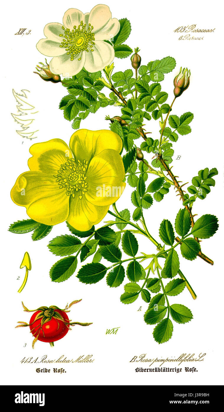This illustration depicts the Rosa pimpinellifolia plant, commonly ...