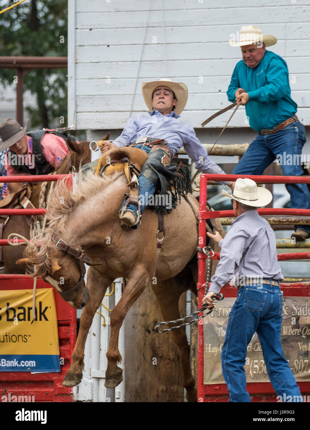Rodeo action in Cottonwood, California Stock Photo - Alamy