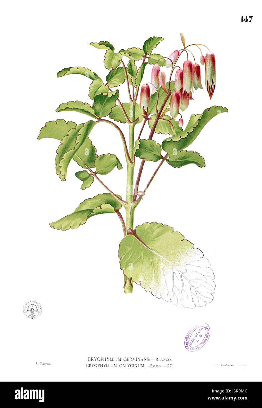 A succulent species Cut Out Stock Images & Pictures - Alamy